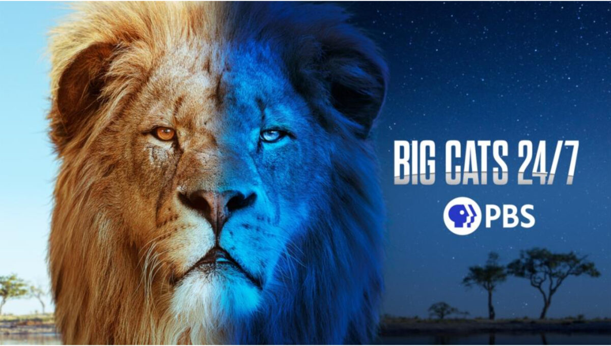 Brokaw: Explore ‘Big Cats 24/7’ and the wonders of Africa on PBS | News ...